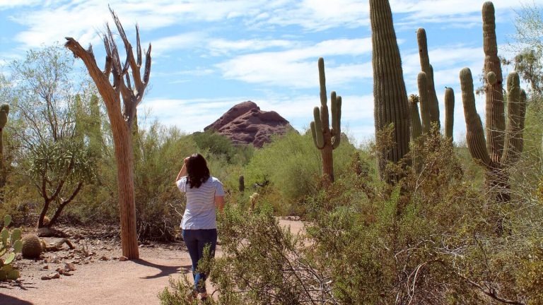 Sonoran Desert Nature Walks Trails in Phoenix | DBG