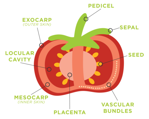 Activity | Fruit Dissection | Desert Botanical Garden