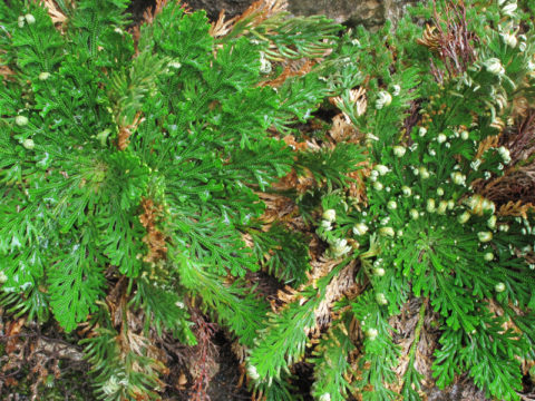 Spook-tacular Plants | Desert Botanical Garden
