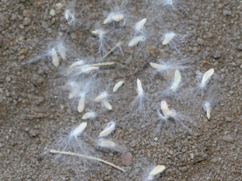 Activity | Dust storms, tumbleweeds and traveling seeds! | Desert ...