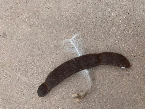 Activity | Dust storms, tumbleweeds and traveling seeds! | Desert ...