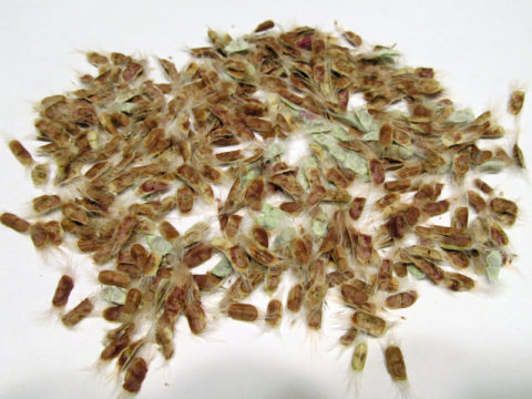 Activity | Dust storms, tumbleweeds and traveling seeds! | Desert ...