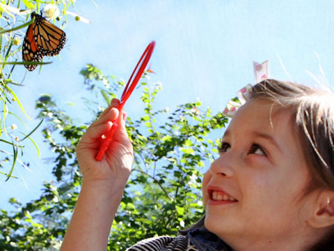 Activity | Become a 'Bug Scientist' | Desert Botanical Garden