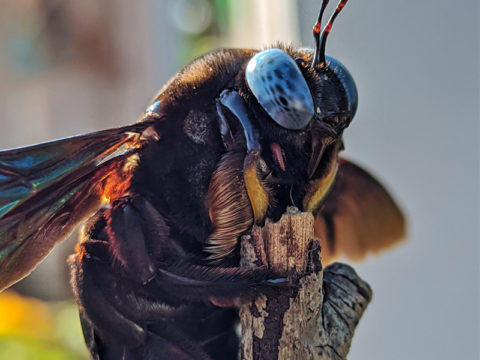 Native Bees | The Unsung Heroes of the Desert | Desert Botanical Garden