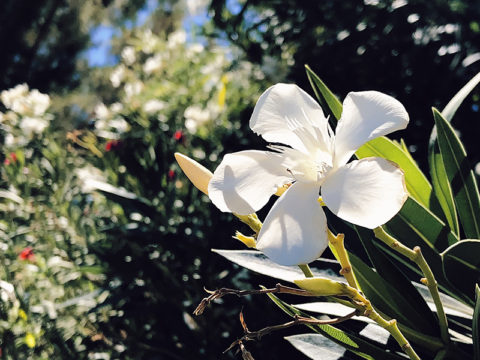 July EcoQuest | Oleander Occurrence | Desert Botanical Garden