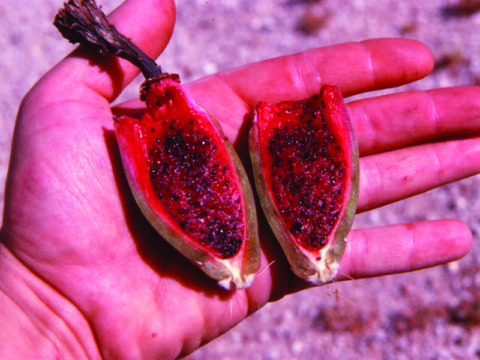 Fruits that Grow in the Desert | Desert Botanical Garden