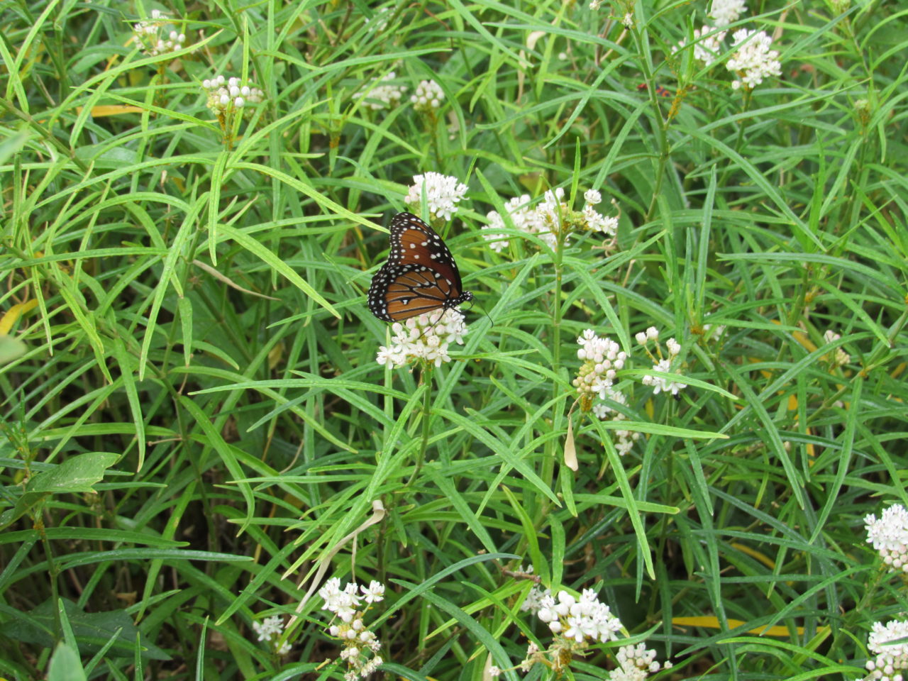 Planting for Monarchs in Phoenix | Desert Botanical Garden