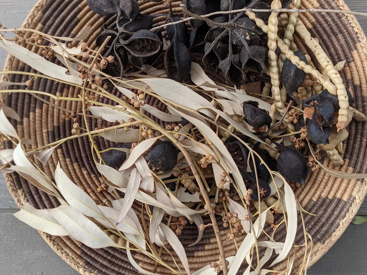 Seed Walk—The beauty of a seed | Desert Botanical Garden