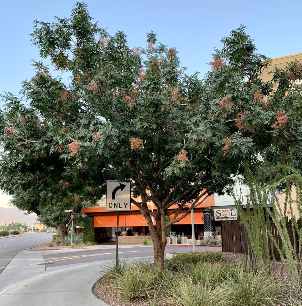 Peek at Pistache (November 2021) | Desert Botanical Garden