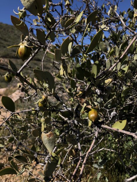 Jojoba Plants in Arizona | Desert Botanical Garden