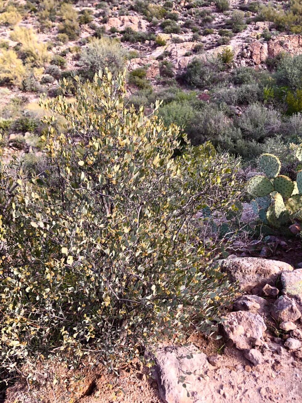 Jojoba Plants in Arizona | Desert Botanical Garden