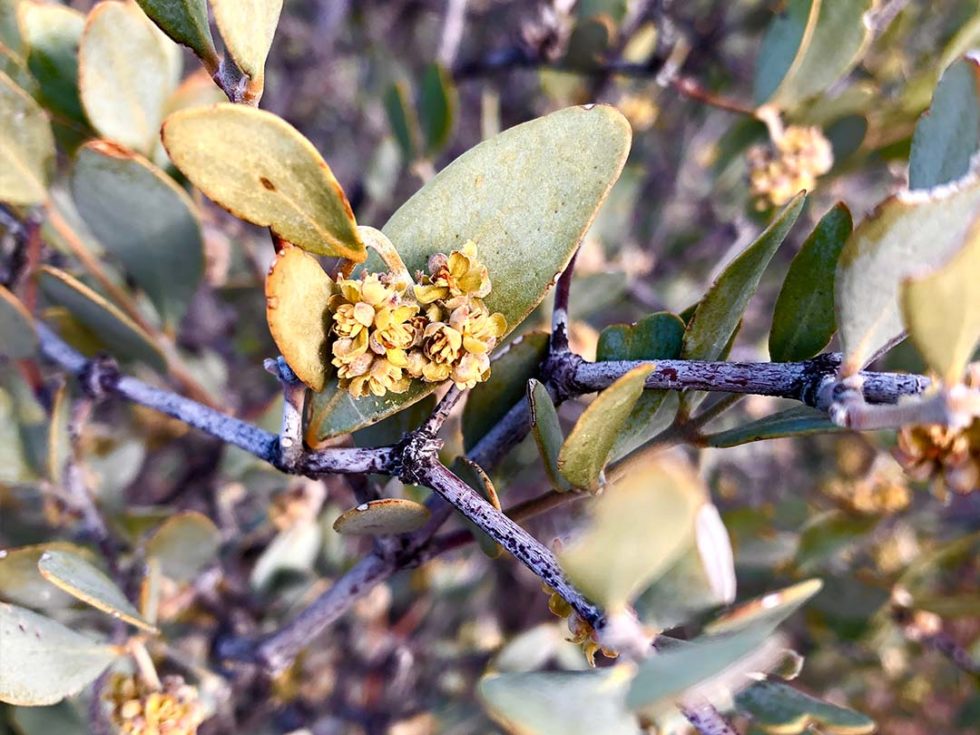 Jojoba Plants in Arizona | Desert Botanical Garden