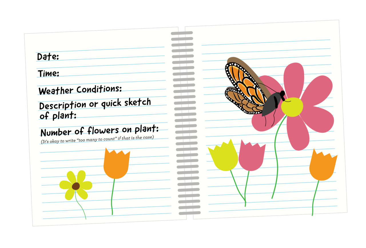 Butterfly Search | Desert Botanical Garden