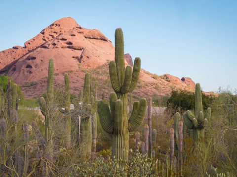 Five Interesting Facts About The Saguaro Cactus | DBG