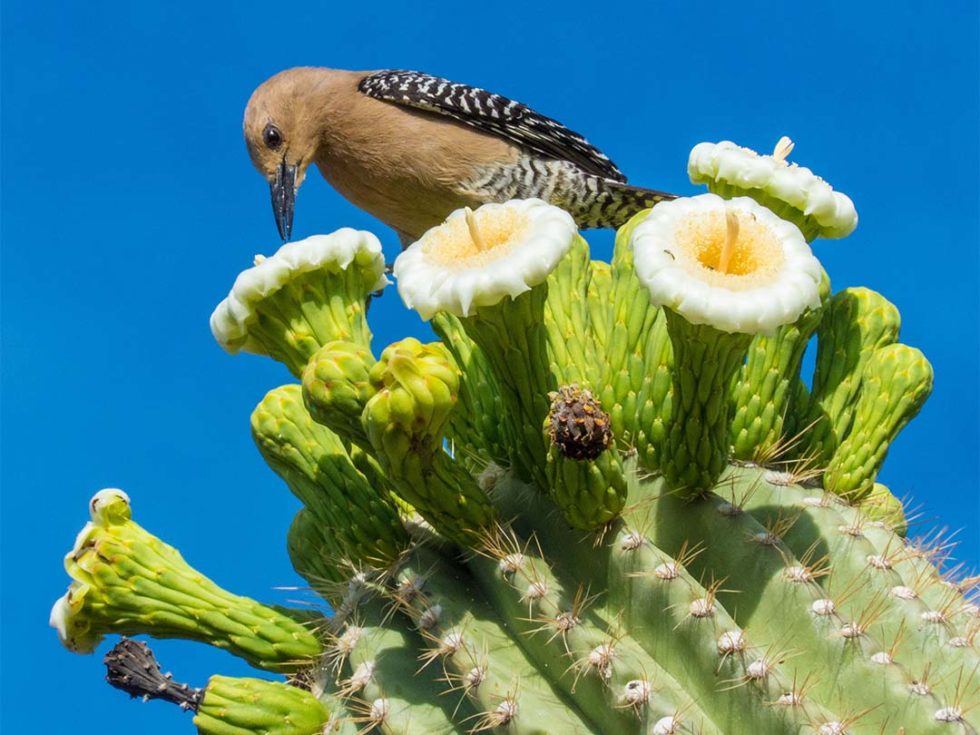 Five Interesting Facts About The Saguaro Cactus | DBG