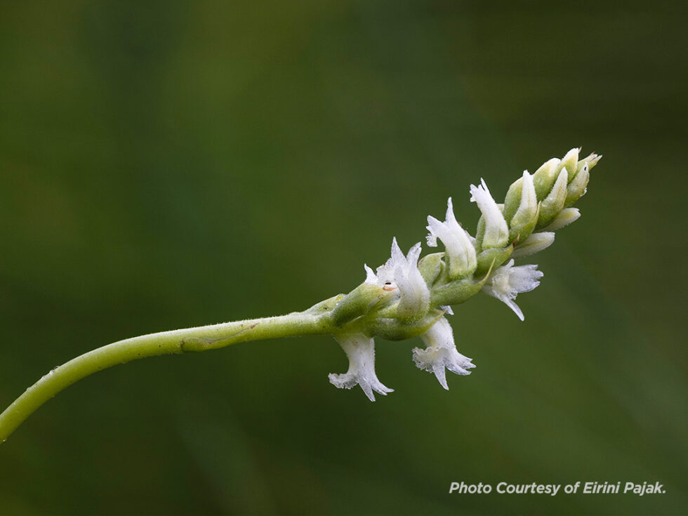 Research Canines are Helping the Garden Find These Rare and Endangered ...