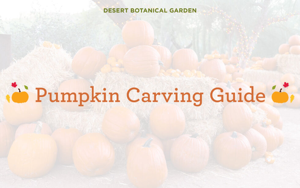 Pumpkin Carving Guide | Desert Botanical Garden