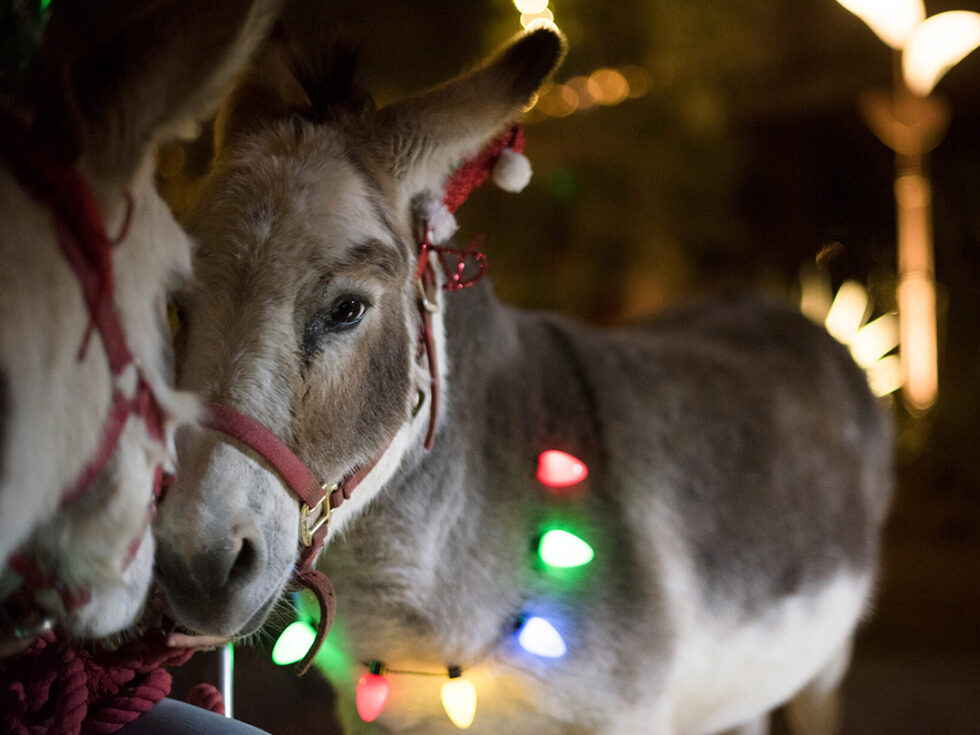 The History and Traditions of La Posada | Desert Botanical Garden