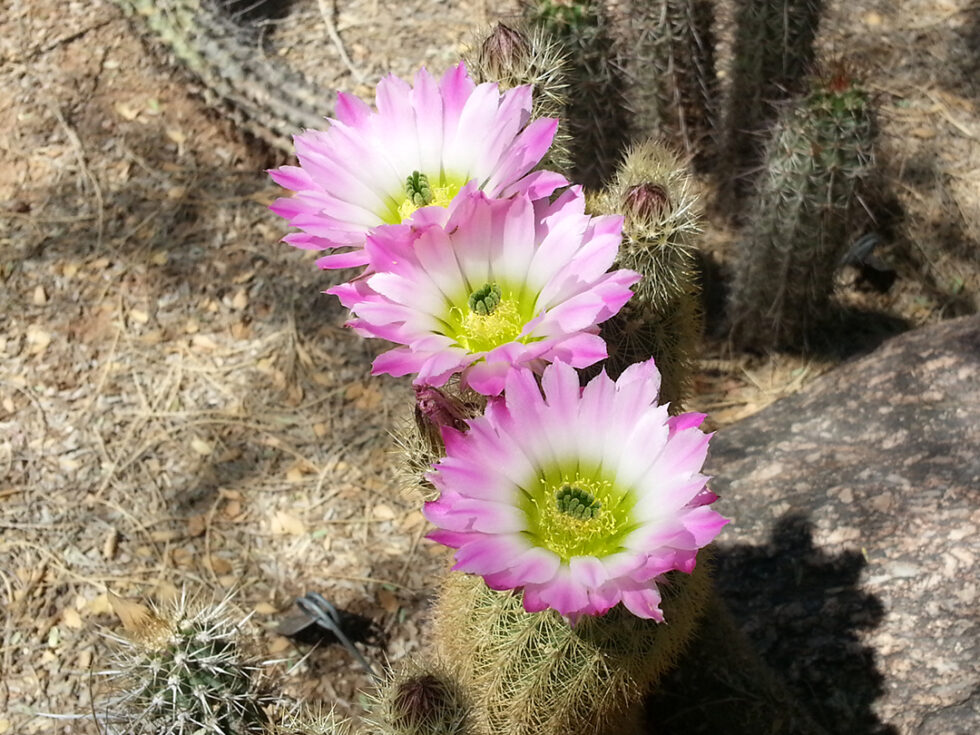Cactus Named After Women | Desert Botanical Garden