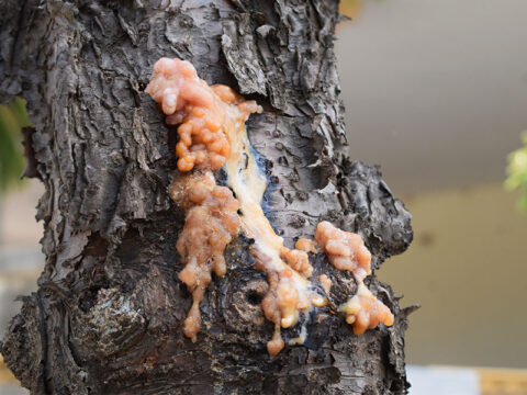 How to Diagnose Plant Problems | Desert Botanical Garden