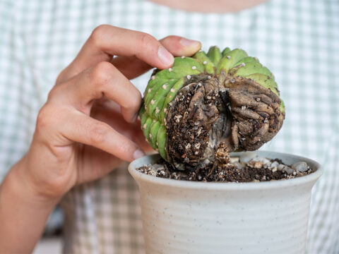 How to Diagnose Plant Problems | Desert Botanical Garden