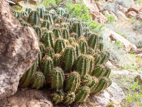 Endangered Arizona Hedgehog Cactus Gets Boost from Researchers