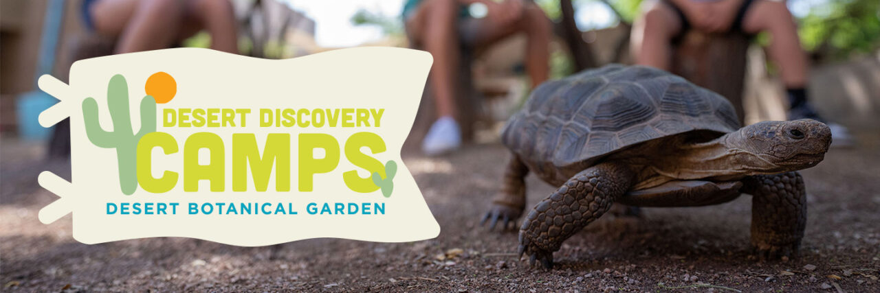 Desert Discovery Camps 2025 | Desert Botanical Garden