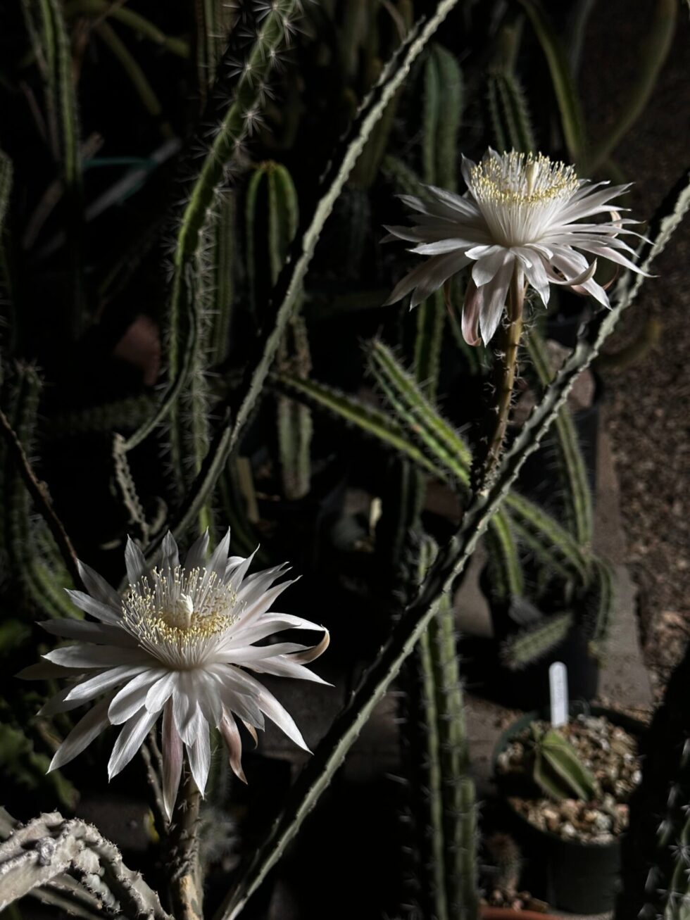 Queen of the Night in Bloom | Desert Botanical Garden
