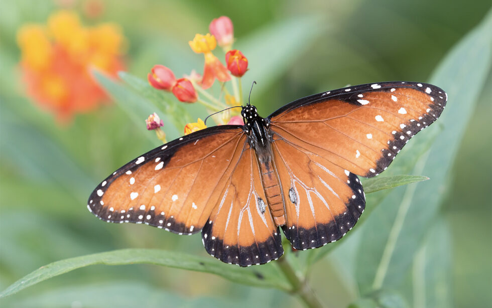 Meet the Butterflies Arriving to Garden This Fall | Desert Botanical Garden