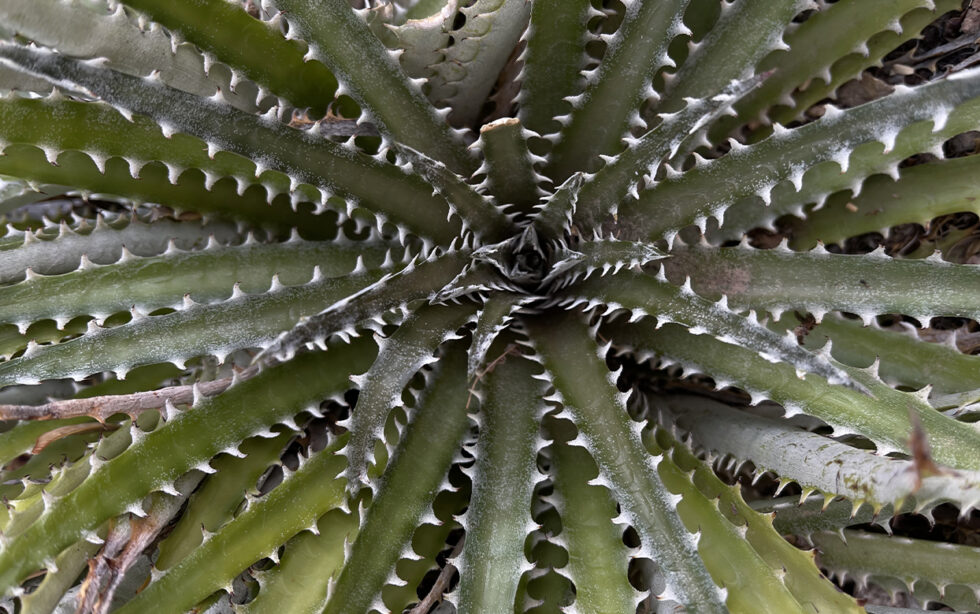 Latin American Desert Plants at the Garden | Desert Botanical Garden