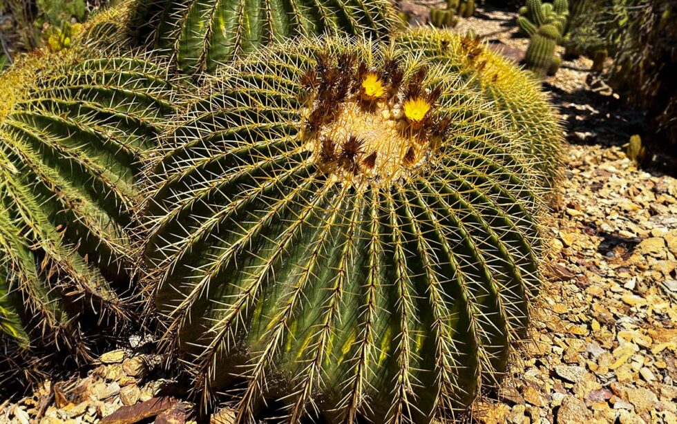 Latin American Desert Plants at the Garden | Desert Botanical Garden