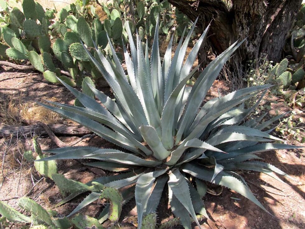 Garden Researchers Describe 6 Agaves Domesticated by Southwestern ...