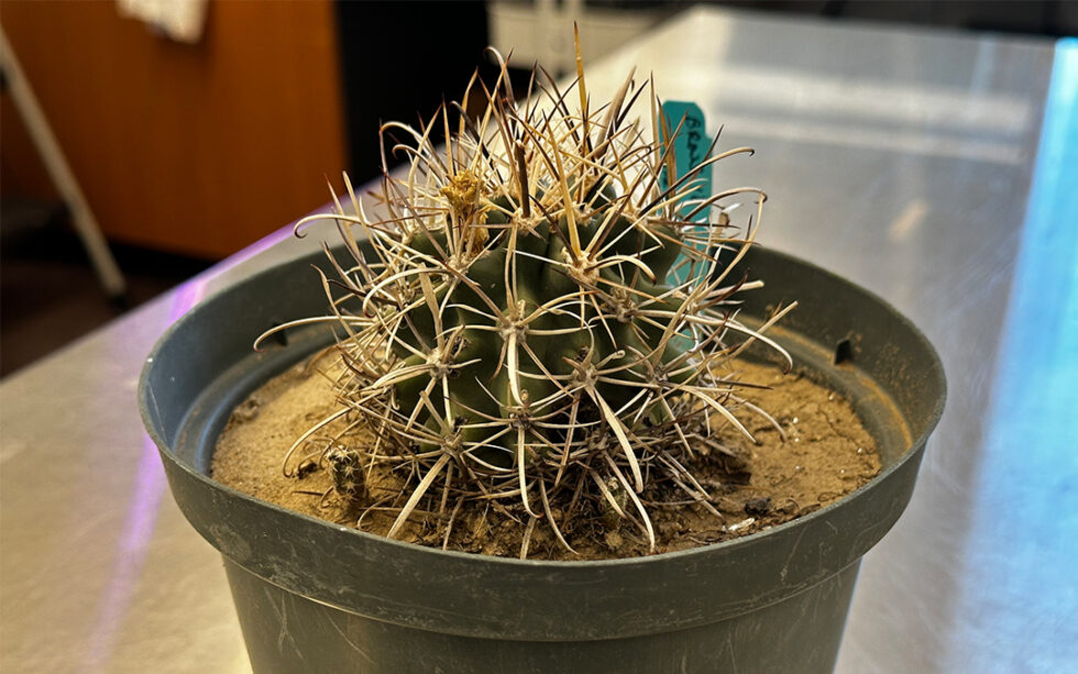 Meet the Garden’s Newest Research Assistant Luis Romero | Desert ...