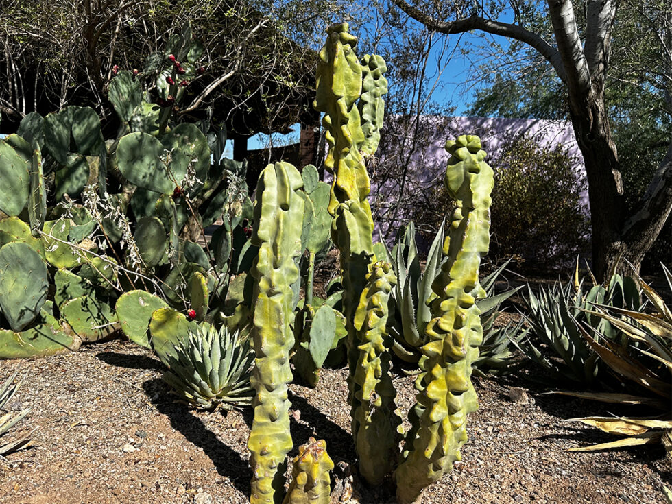 The Most Strange Cactus in the Garden | Desert Botanical Garden