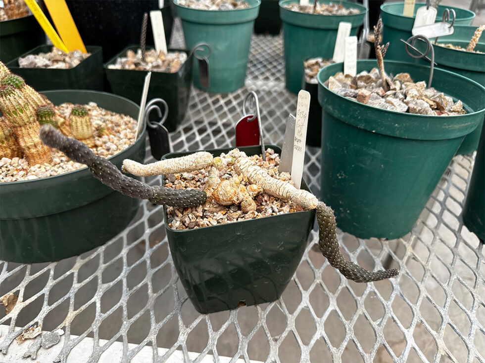 The Most Strange Cactus in the Garden | Desert Botanical Garden