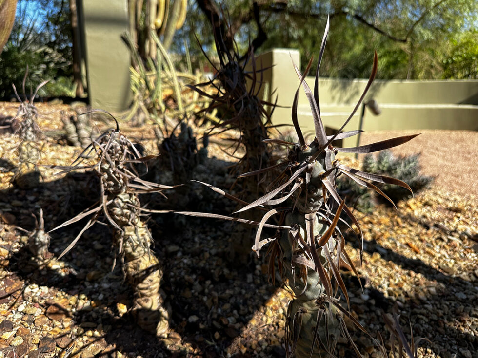 The Most Strange Cactus in the Garden | Desert Botanical Garden