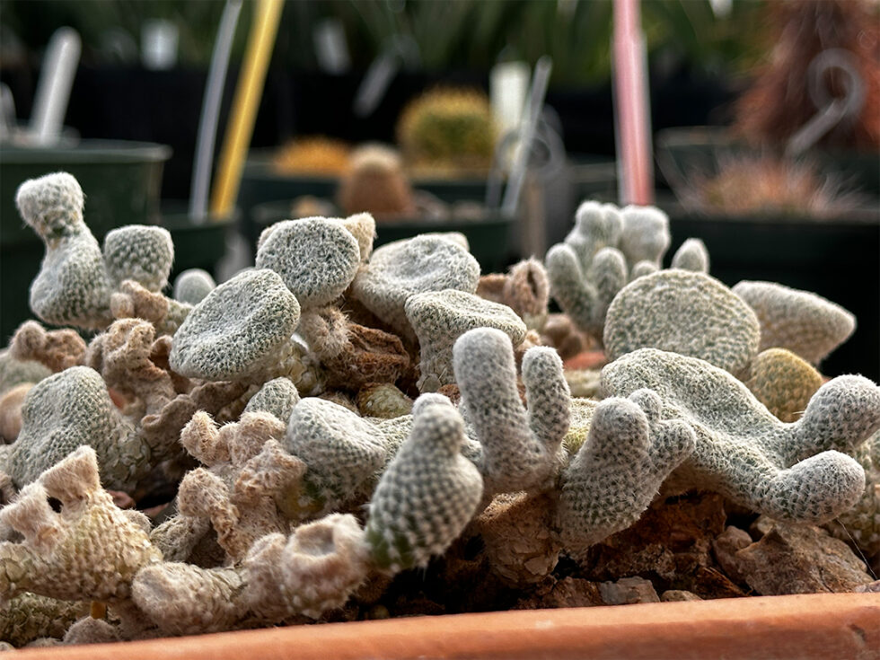 The Most Strange Cactus in the Garden | Desert Botanical Garden