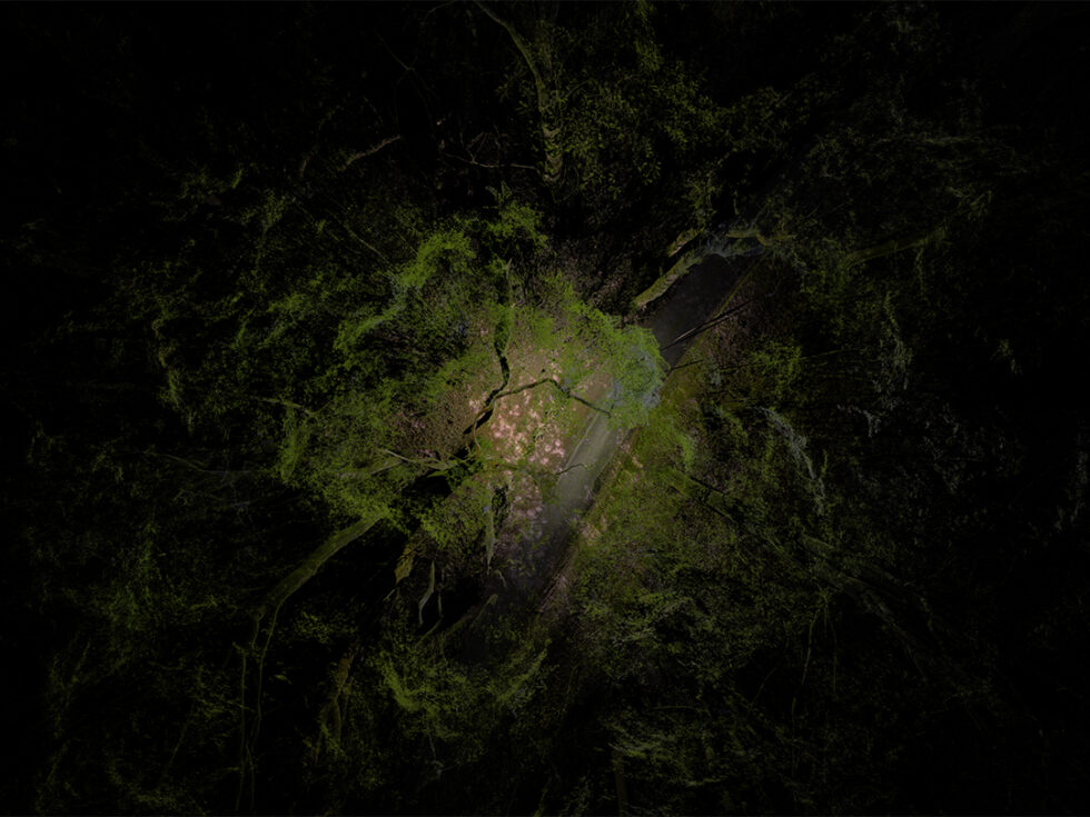 Desert Botanical Garden Begins 2-Year Immersive Artwork with ScanLab Projects | Desert Botanical ...