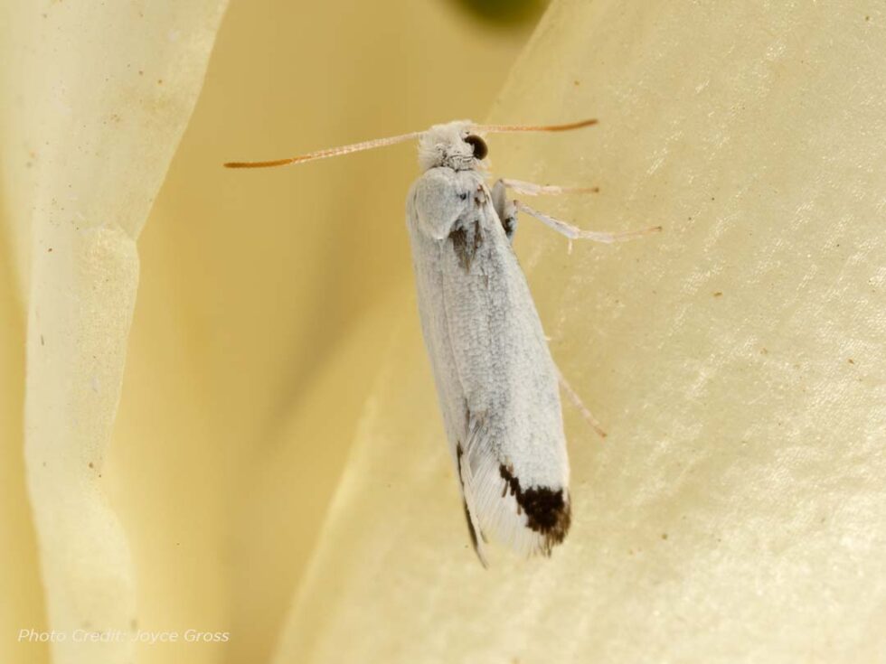 Celebrating 85 Years of the Garden:Secret Pollinators of the Sonoran ...