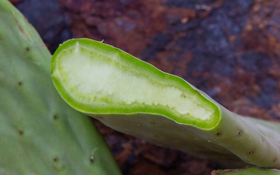 Celebrating 85 Years of the Garden: Amazing Uses for Cactus | Desert ...