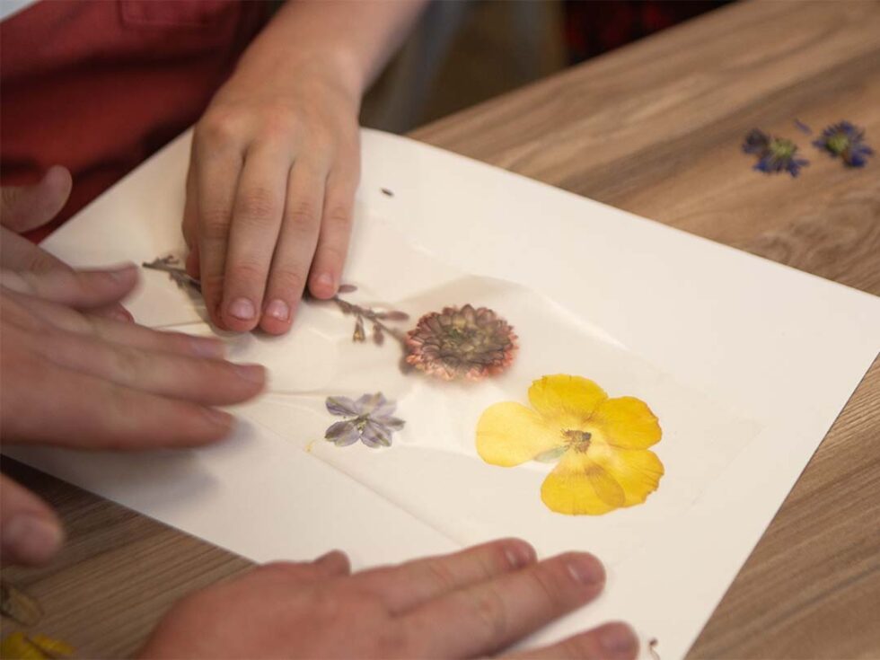 Plant Pressing | Desert Botanical Garden