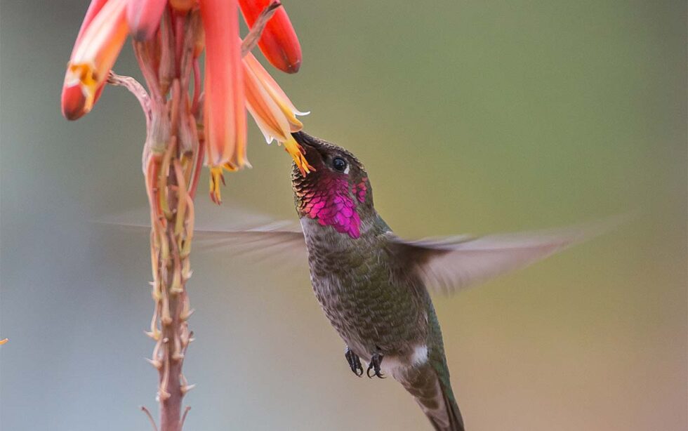 The Legend of the Cempasúchil: An Eternal Love | Desert Botanical Garden