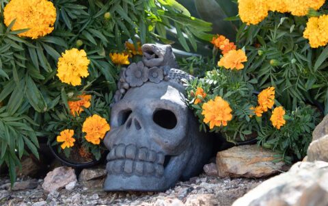 The Legend of the Cempasúchil: An Eternal Love | Desert Botanical Garden