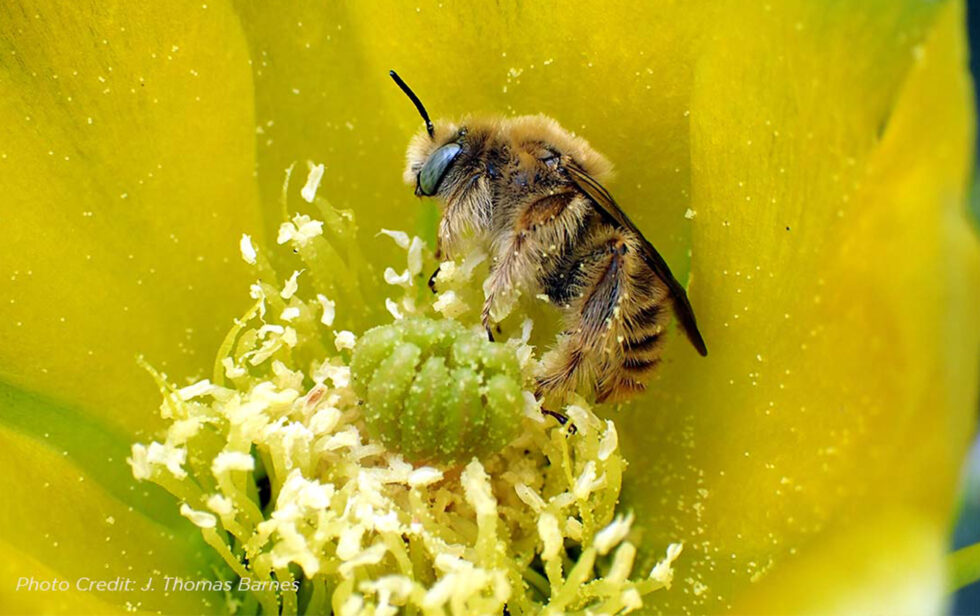 Celebrating 85 Years of the Garden:Secret Pollinators of the Sonoran ...