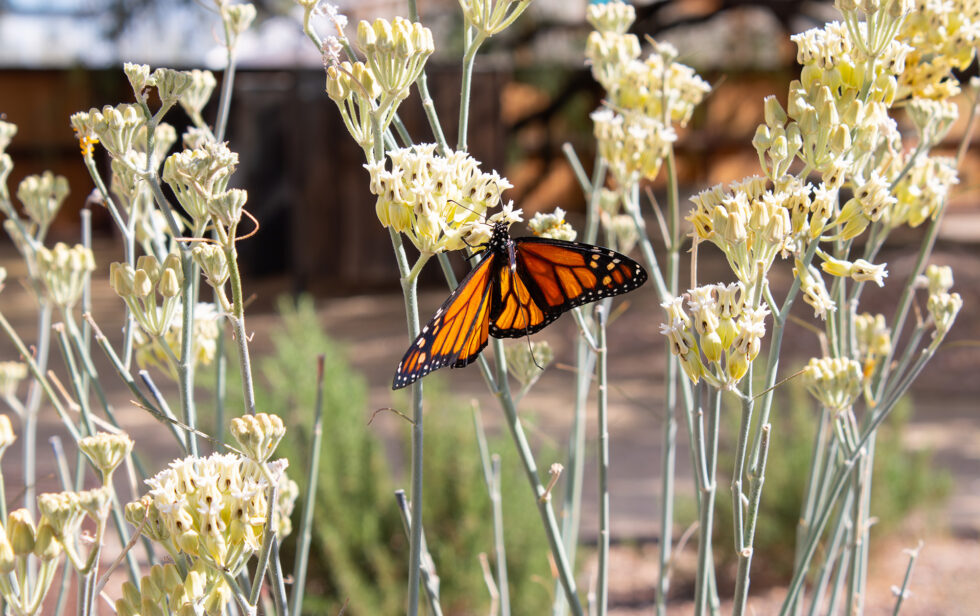 Butterflies and Milkweed in the Face of Climate Change | Desert ...