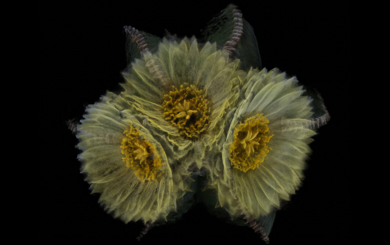 Meet the Artists: ScanLAB Projects | Desert Botanical Garden