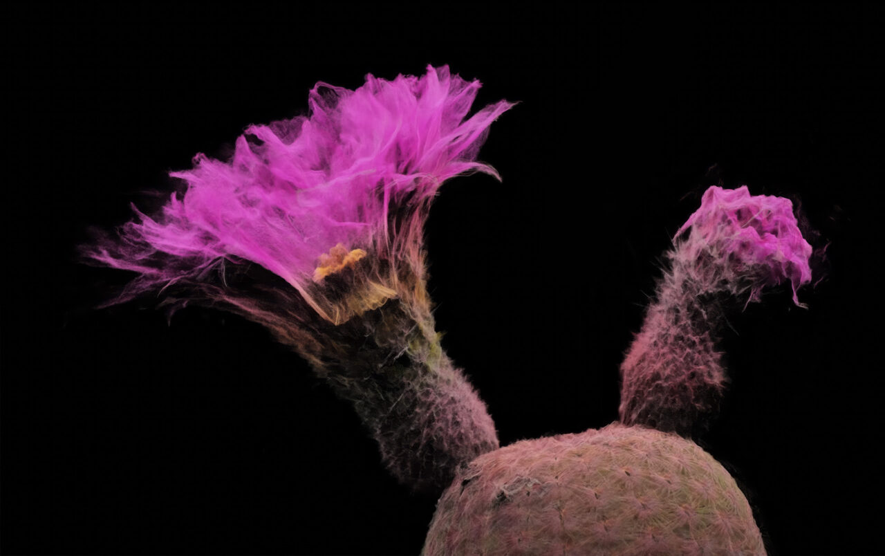 Desert Pulse About | Desert Botanical Garden