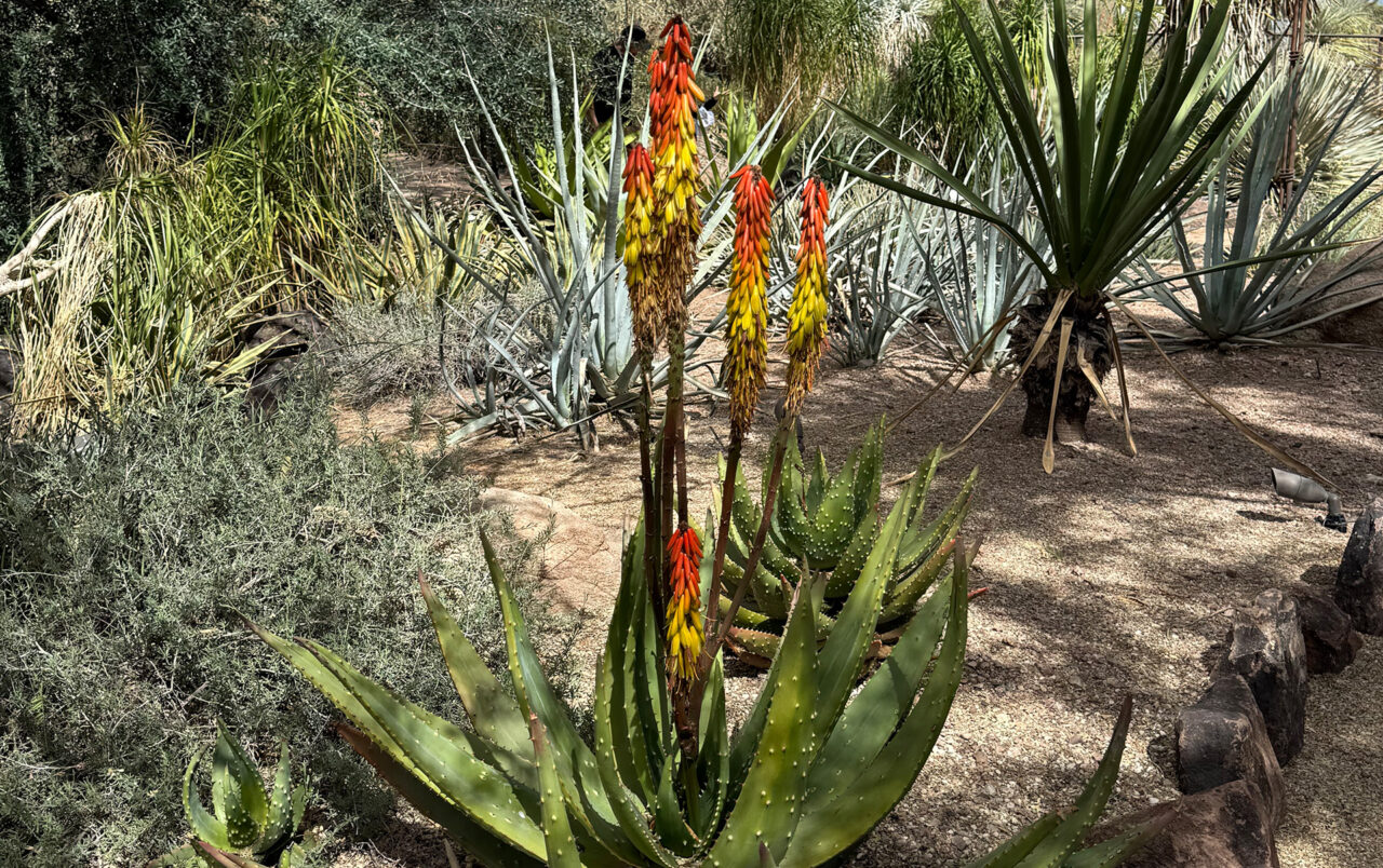 Four Aloe Species in Bloom During Winter | Desert Botanical Garden
